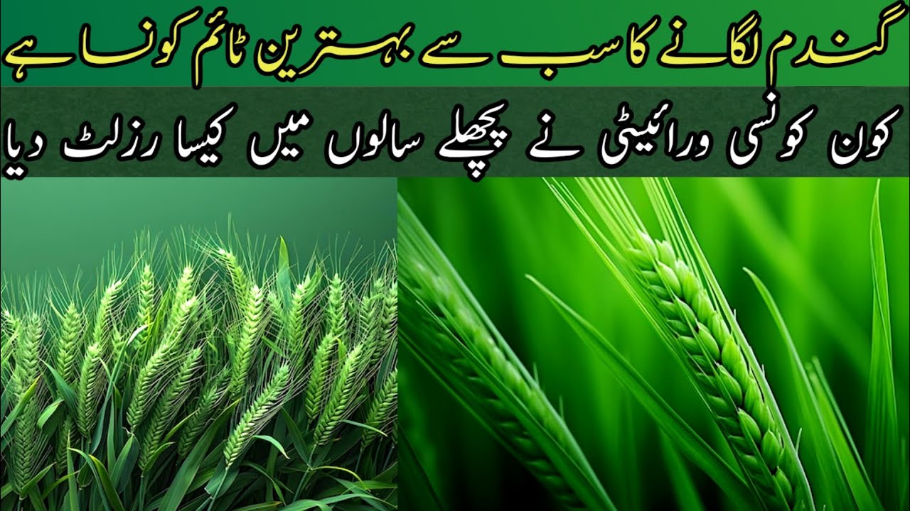 Best Wheat varieties and Sowing time || My Wheat Experience of ...