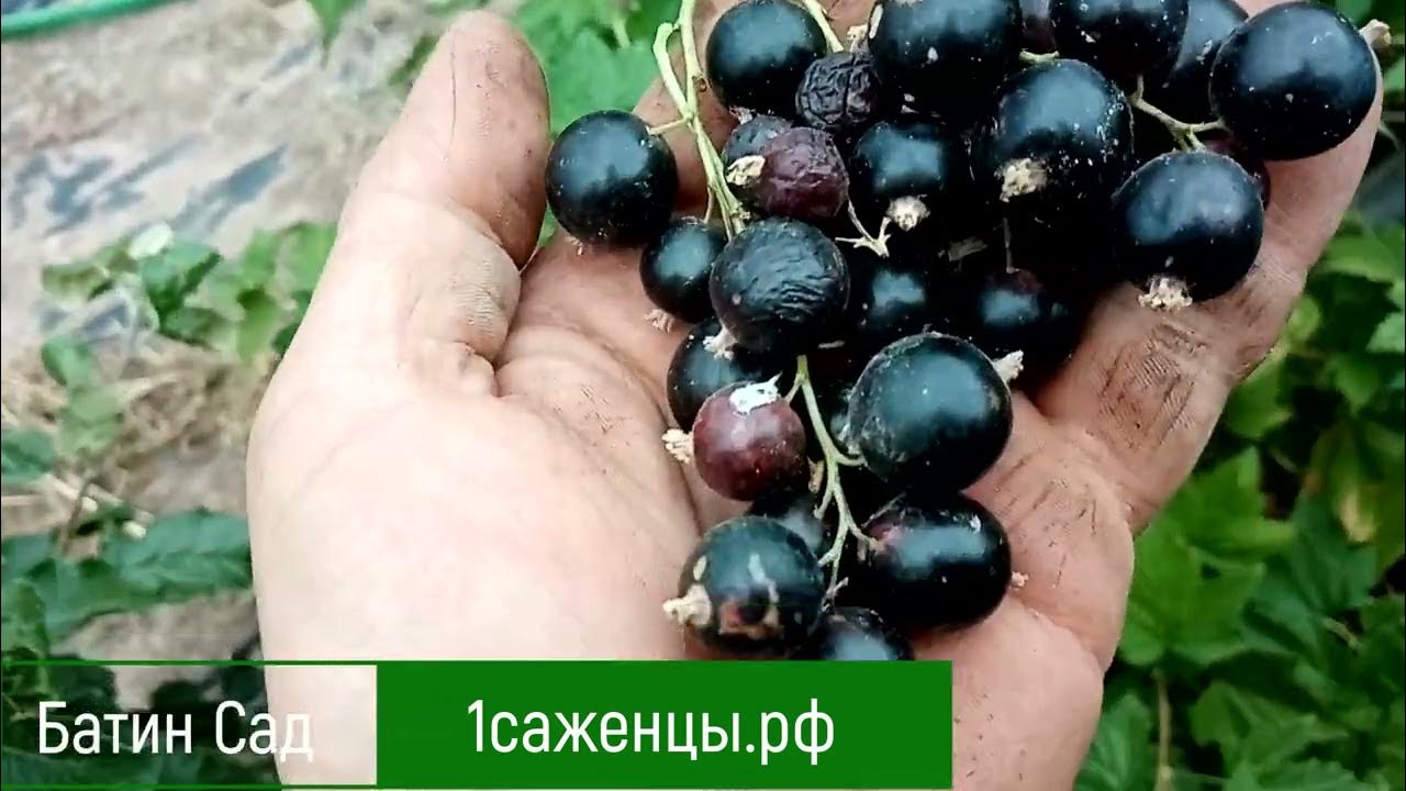Черная смородина Нюрсинка - YouTube