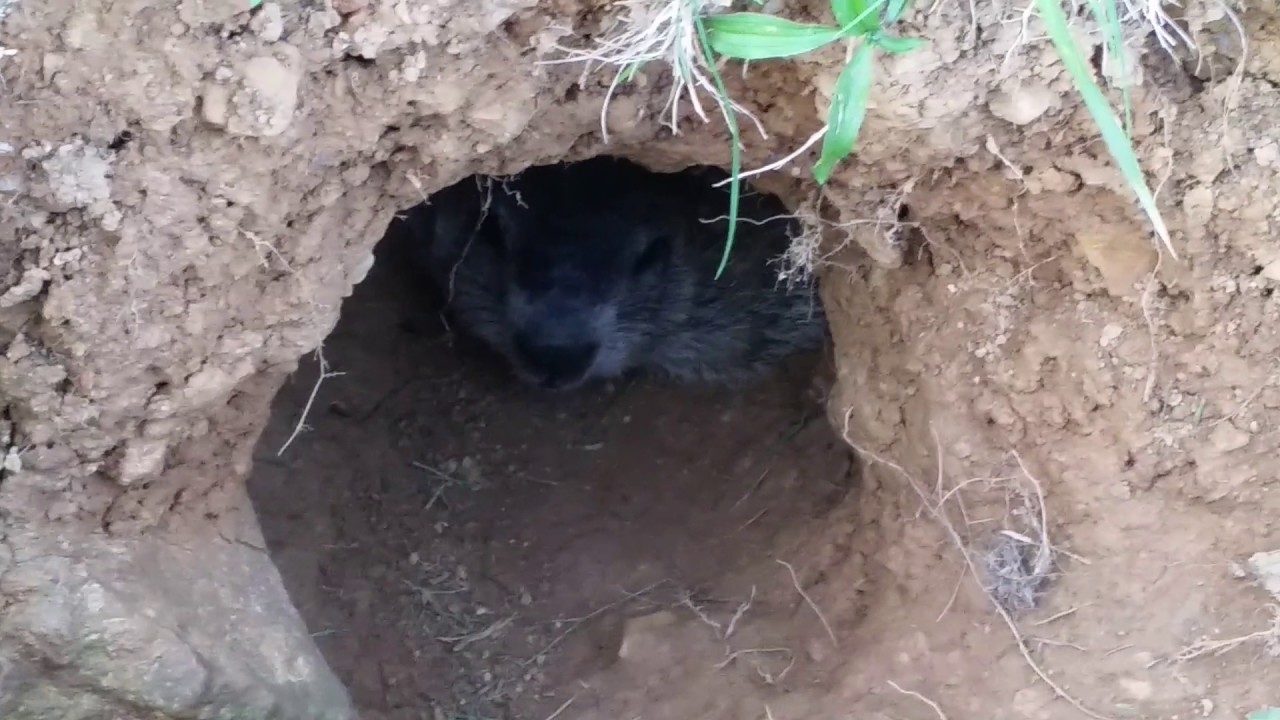 Friendly Groundhog Hiding in a Hole - YouTube