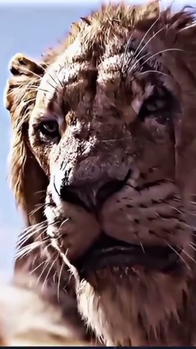 Mufasa X Scartaka Edit Foryoupage ️ ️ Foru Trailer 4k Mufasa