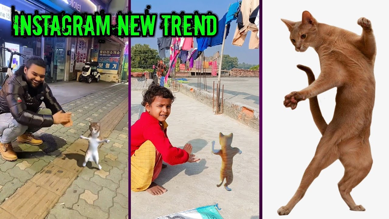 Instagram New Trend Cat Dance Video Editing Funny Cat Dance Video - YouTube