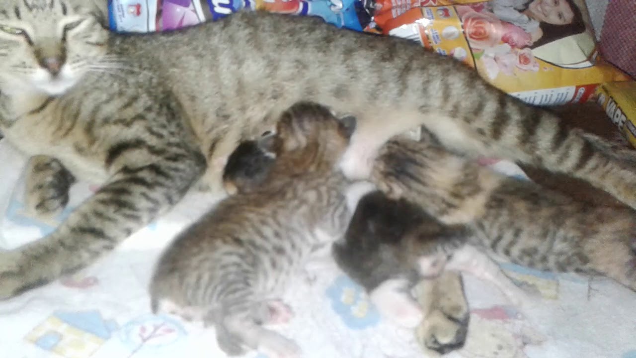 Baby tiger umur 10hari - YouTube