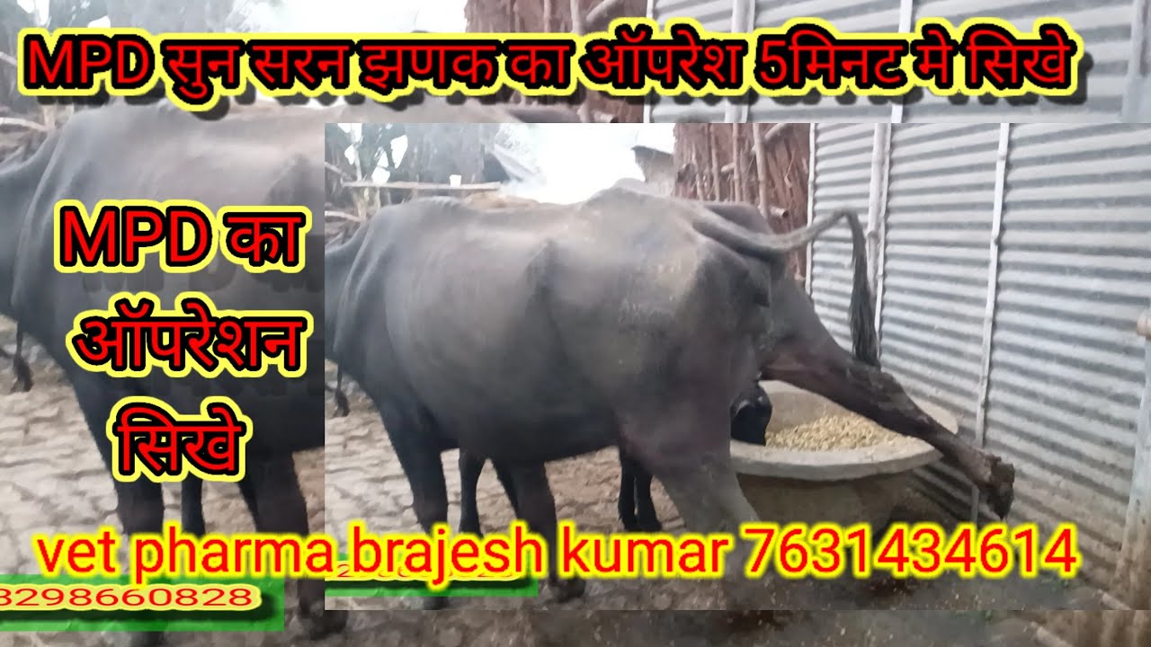 एमपीडी(MPD)ऑपरेशन कैसे करते हैं?/ MedialPatellar Desmotomy in cattle ...