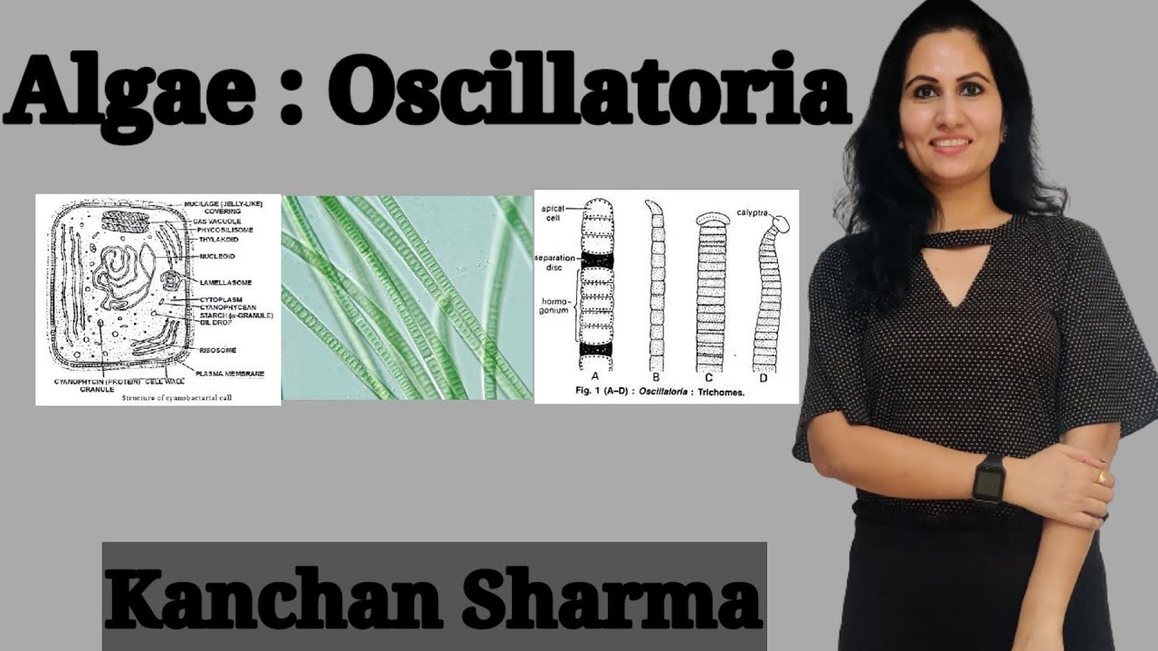 Oscillatoria Separation Discs