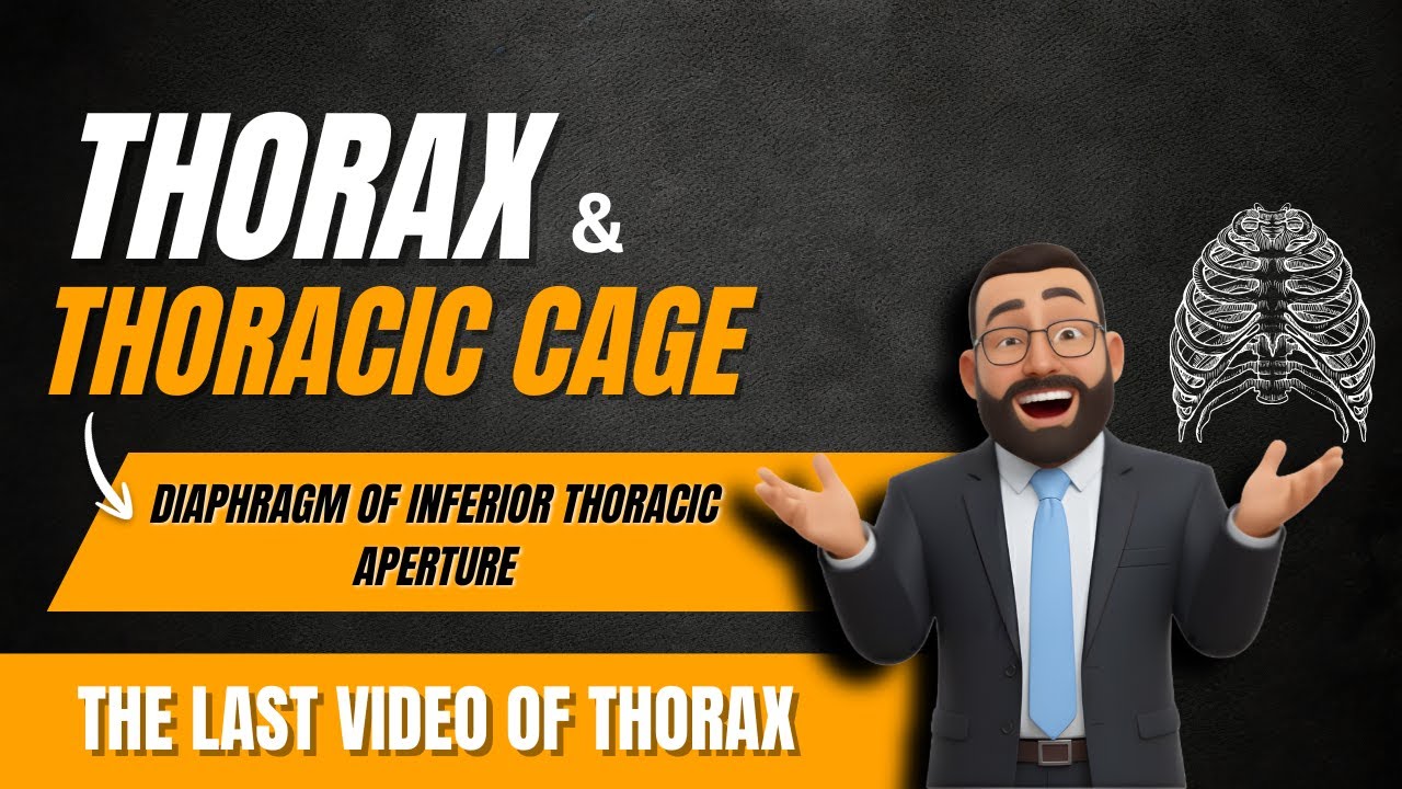 Diaphragm origin and openings || Covering of Inferior Thoracic Aperture ...