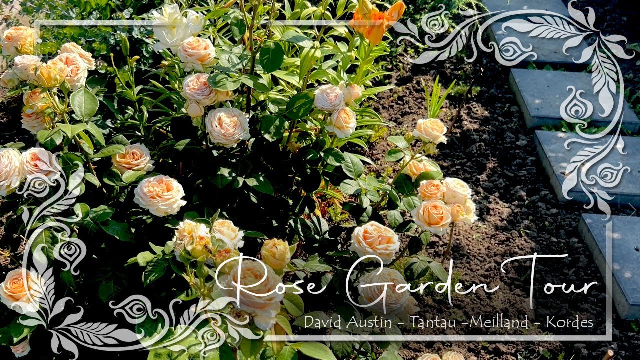 Rose Garden Tour Part 3 • Late blooming roses • Lady Capri, Pashmina ...