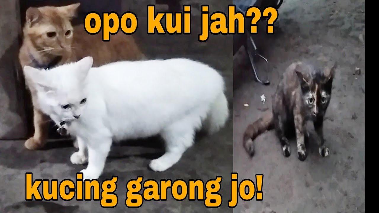 DIKIRA KUCING GARONG TERNYATA KUCING BELANG DATANG MINTA MAKAN - YouTube