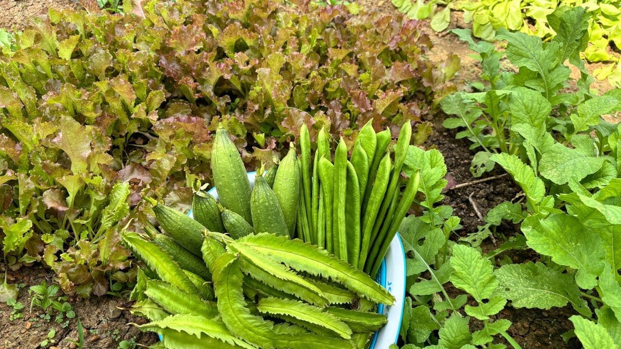 Preparing the soil for winter crops|| Plucking Fresh Organic Vegetables ...