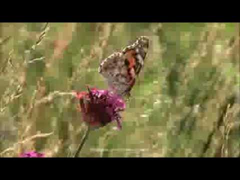 İLHAM PERİM Eşref Şemi Zade