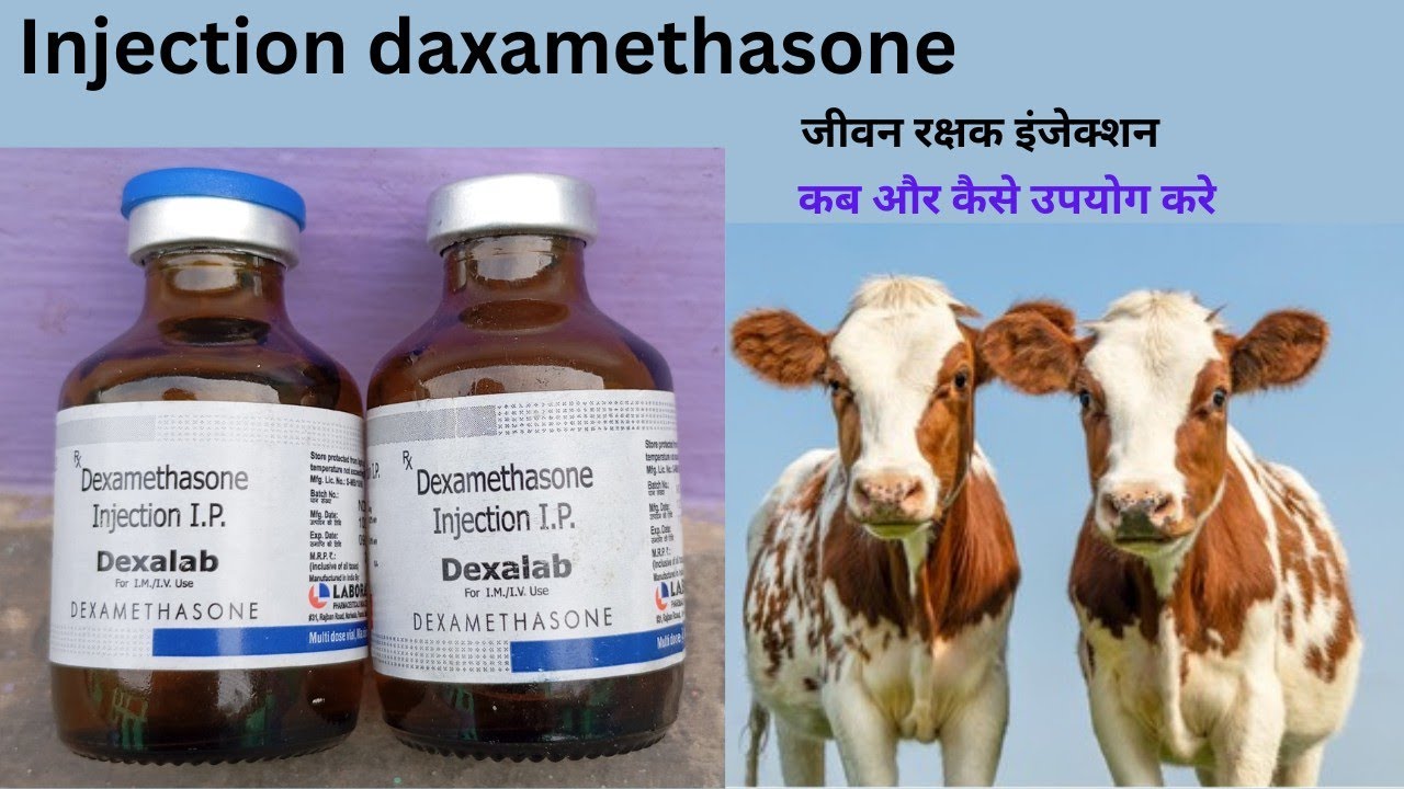 injection dexamethone use in veterinary || dexalab injection hindi ...