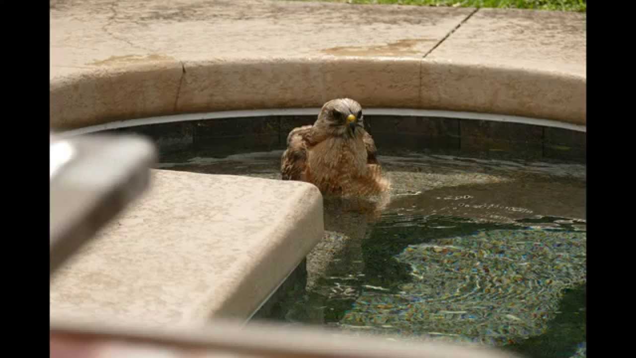 Hawk taking a Bath in my Pool! 4K Video - YouTube