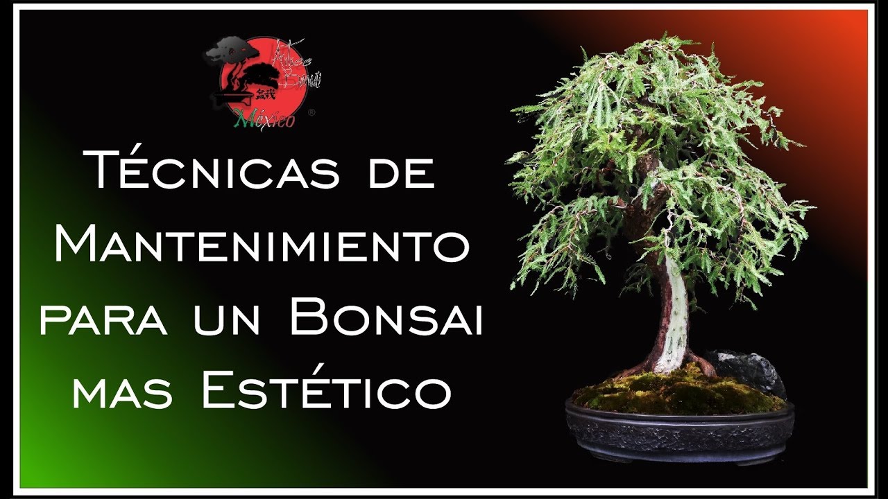 🌳DISEÑO de BONSAI AHUEHUETE LLORÓN!! - YouTube