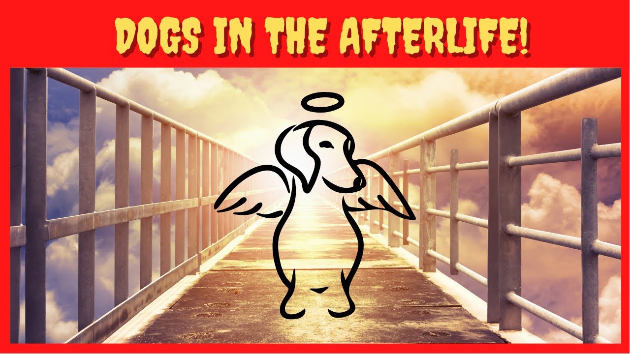 Do dogs go to heaven? Our Pets In The Afterlife - YouTube
