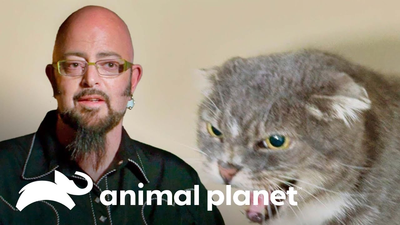 Conductista de gatos se enfrenta a uno muy feroz | Mi gato endemoniado ...