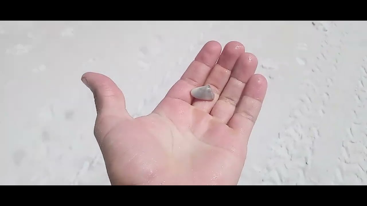 Donax hanleyanus, molusco - YouTube