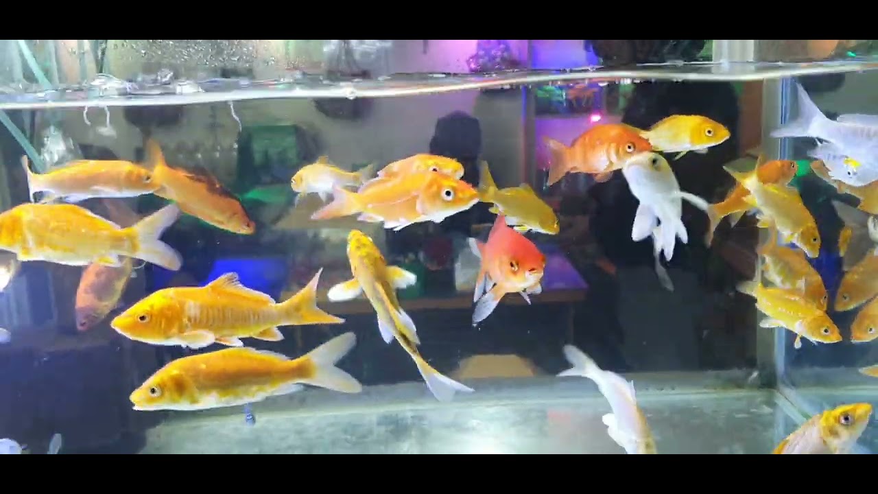 Koi Karp fish | কই কার্প #fish #aquarium #রঙিনমাছ - YouTube