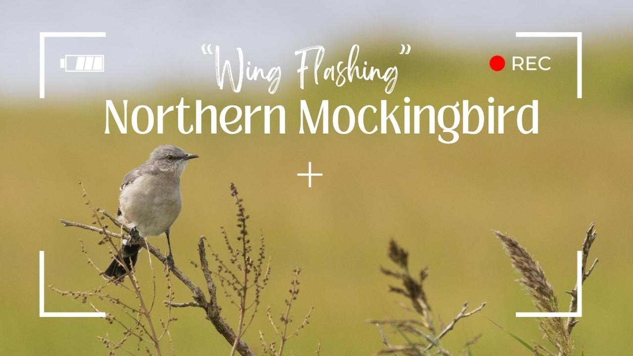 NORTHERN MOCKINGBIRD | WING FLASHING BEHAVIOUR | MIMUS POLYGLOTTOS ...