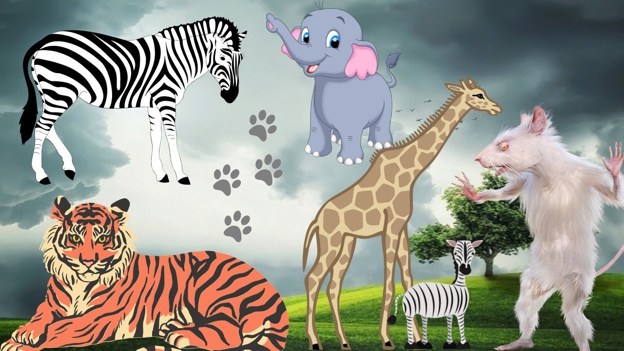 African Wildlife 4k animals Best Moments. Zebar. Elephant. Lione. Tiger ...