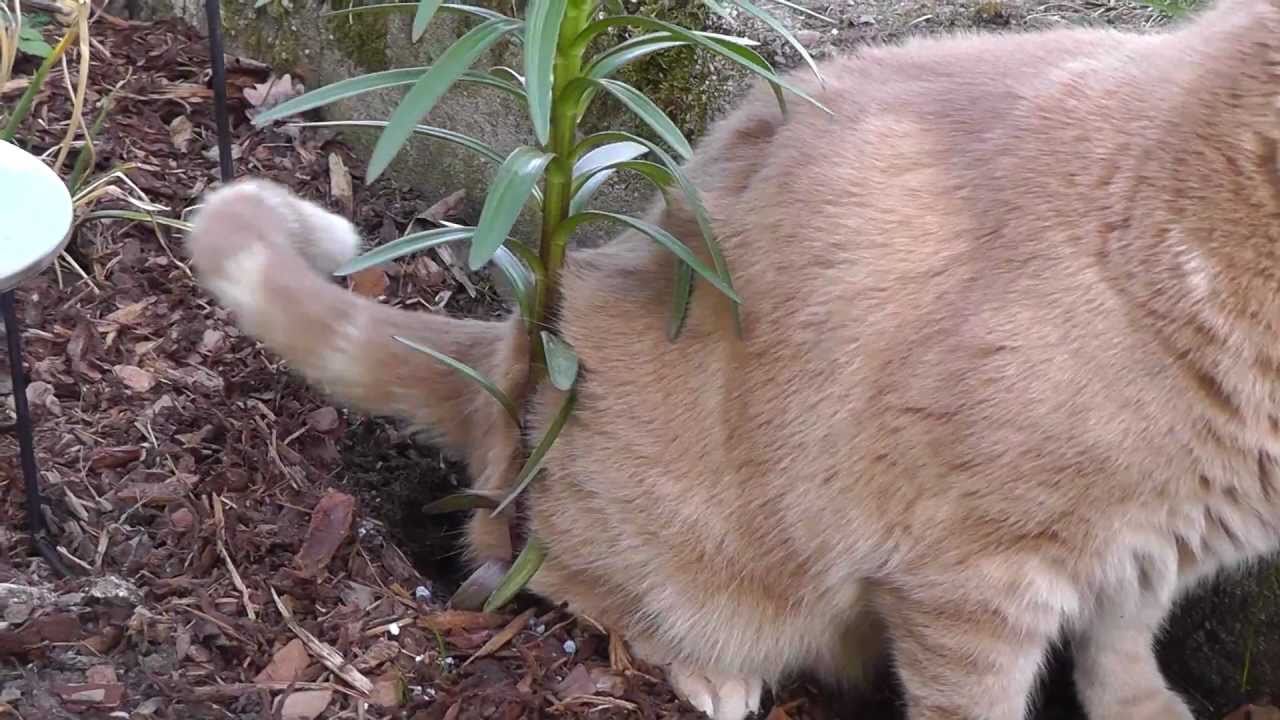 Cat manure 6 weeks later - YouTube