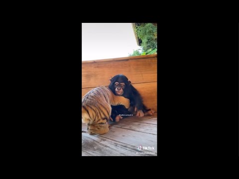 Tiger Cubs vs. Baby Monkey! Baby Tiger Cubs Wrestle Baby Monkey