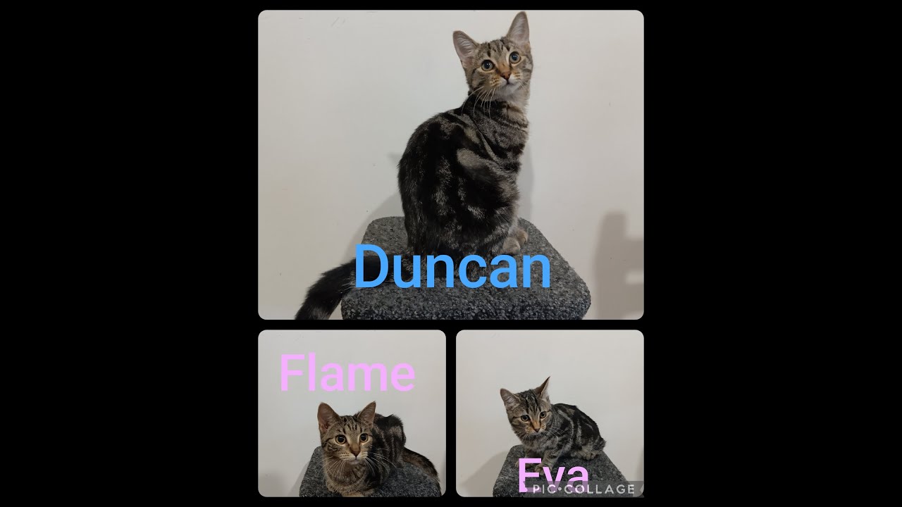 Flame, Eva and Duncan- Available for adoption - YouTube