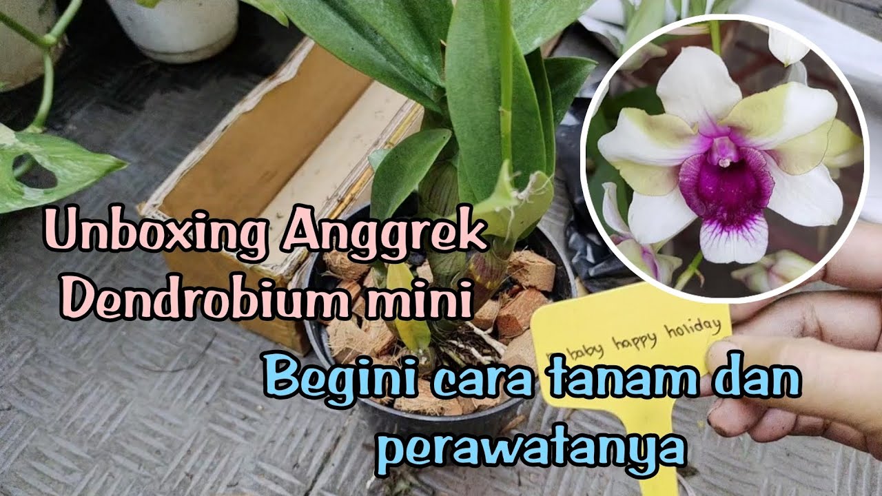 membeli Anggrek dendrobium mini di online, seperti inilah perawatanya ...