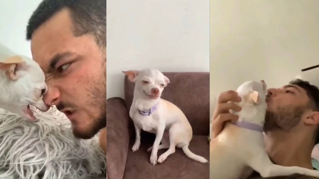 mreviatar TikTok-Niki the angry chihuahua dog Part - YouTube