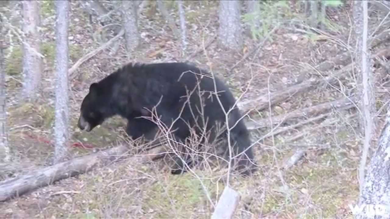 Hunting Monster Black Bear in Alberta - YouTube