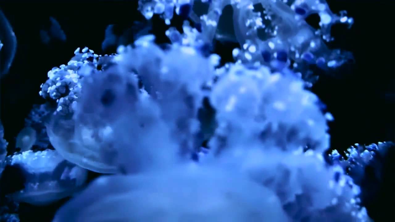 Prepare To Enter The Abyssal Zone YouTube prepare-to-enter-the-abyssal-zone-youtube