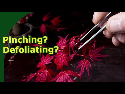 Why pinch & defoliate bonsai in spring?