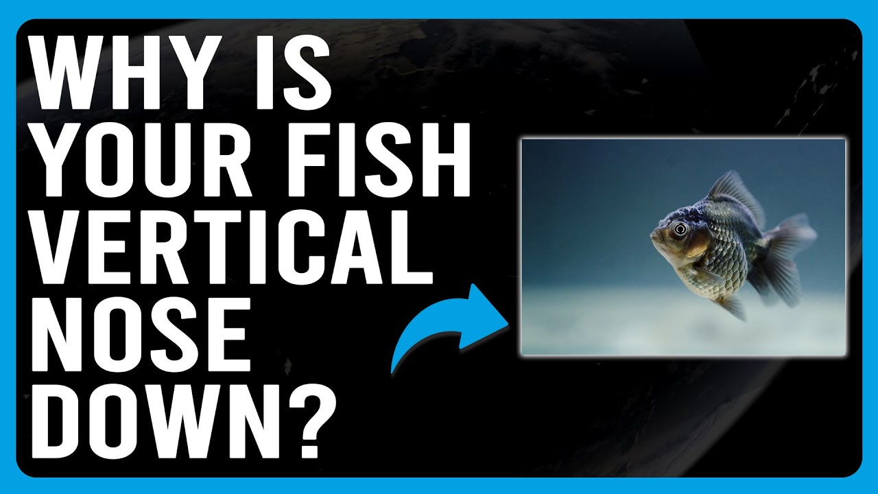 Why Is Your Fish Vertical Nose Down? (What Does It Mean When Fish Swims ...