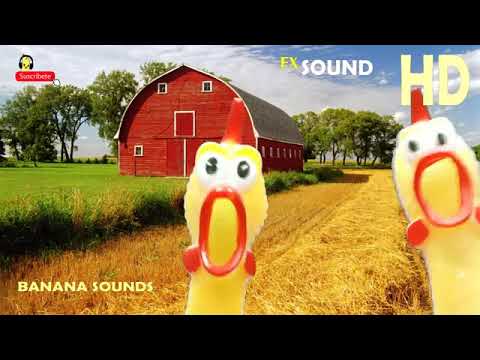 POLLO DE GOMA Sonido Pollo de Hule Plastic Chicken's Sound - YouTube