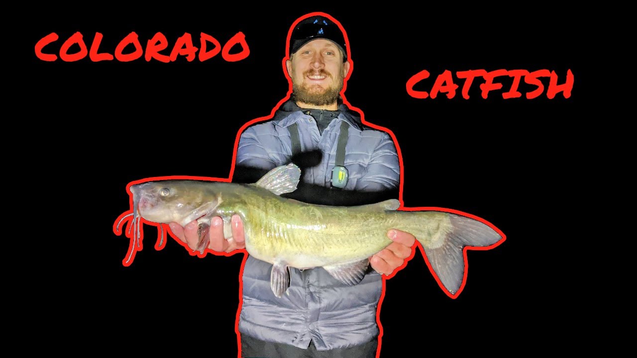 Catching NICE Southern Colorado Catfish! - YouTube