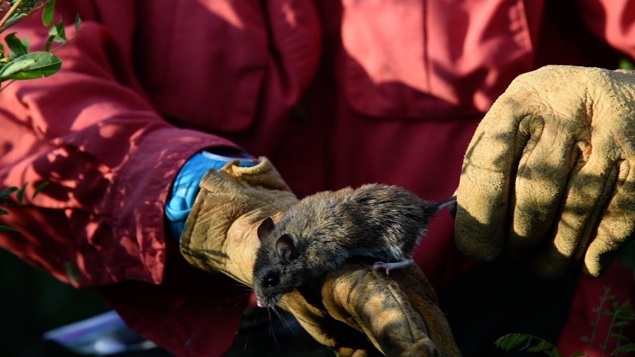 Threatened Preble's Meadow Jumping Mouse faces changing landscape - YouTube