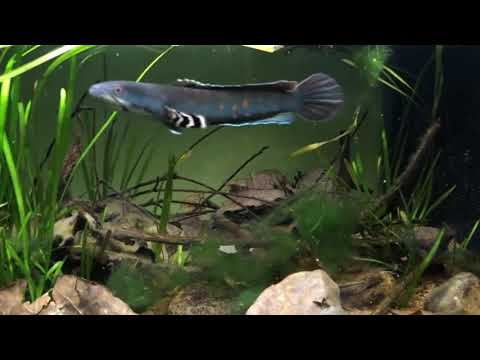 ikan viral 2021 || ikan chaana pulchra, ikan hias predator