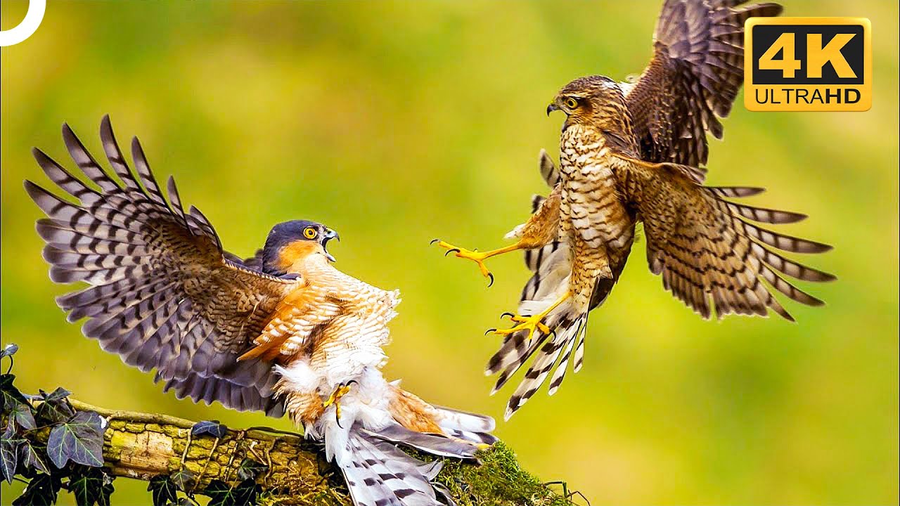 THE MOST INCREDIBLE BIRDS ON OUR PLANET | WILDLIFE DOCUMENTARY | 4K ...