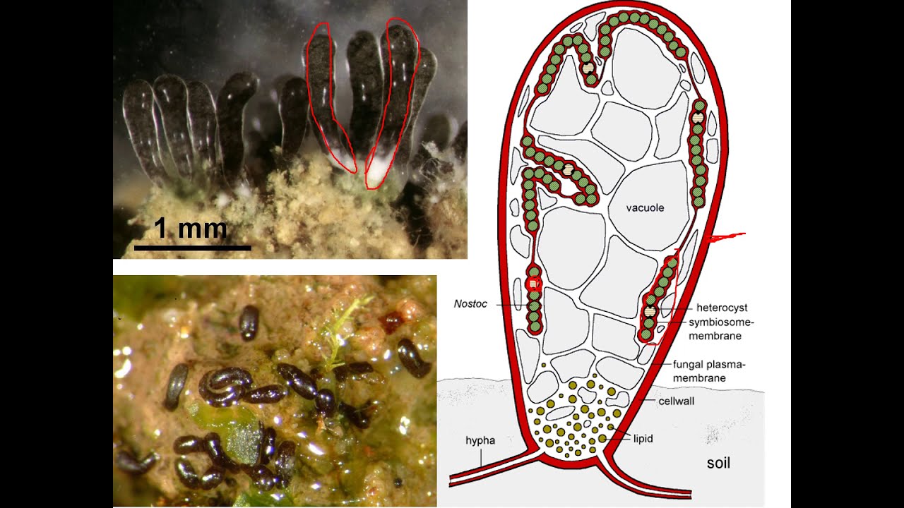 Mucoromycota - YouTube