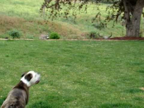 bulldog catch - YouTube