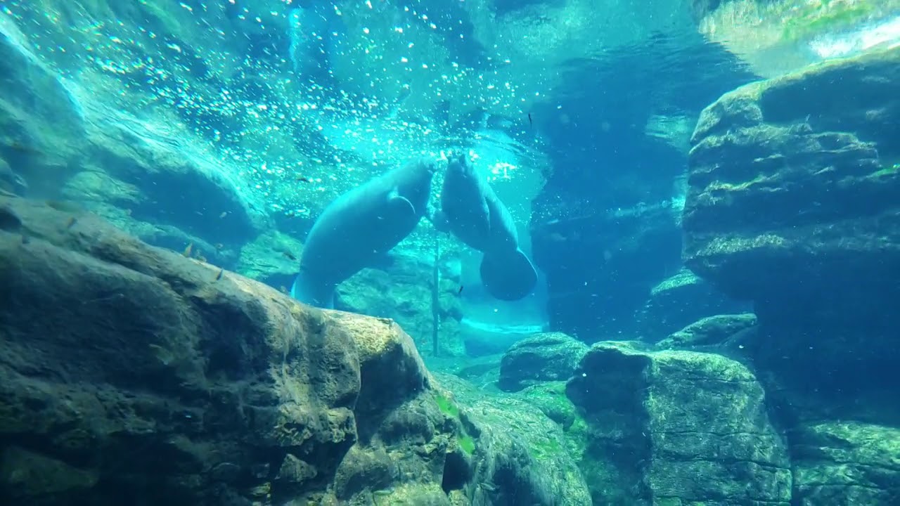 Manatees At SeaWorld - YouTube