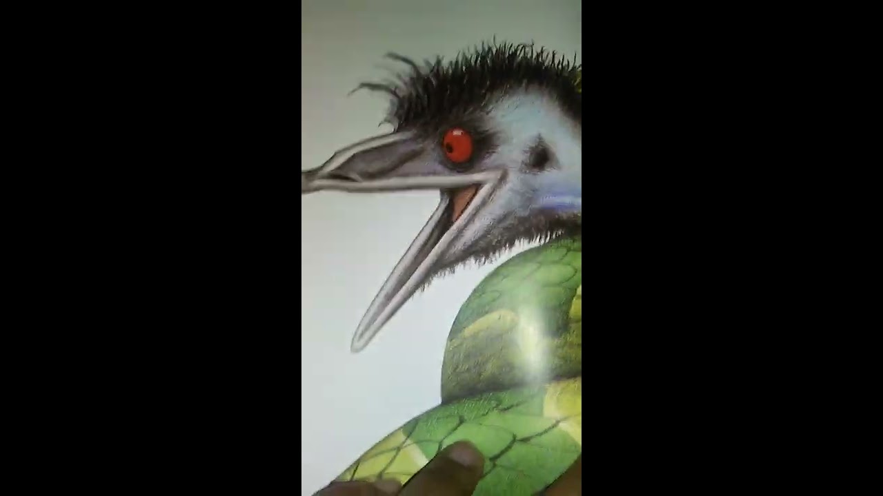 Edward the Emu by Sheena Knowles & illustrated by Rod Clement - YouTube