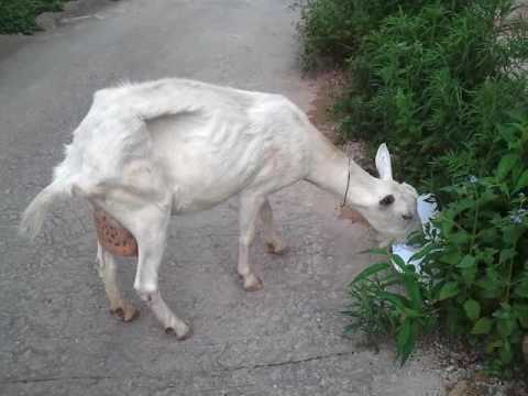Goat eating student paper in Xiamen - YouTube