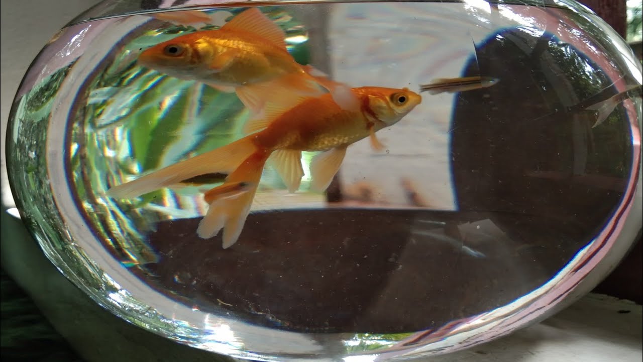 Beautiful Goldfish And Zebrafish | Gold Fish | Zebra Fish - YouTube