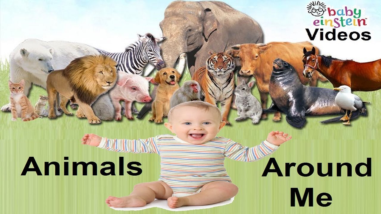 Baby Einstein Animals Around Me - baby einstein animal adventure " New ...