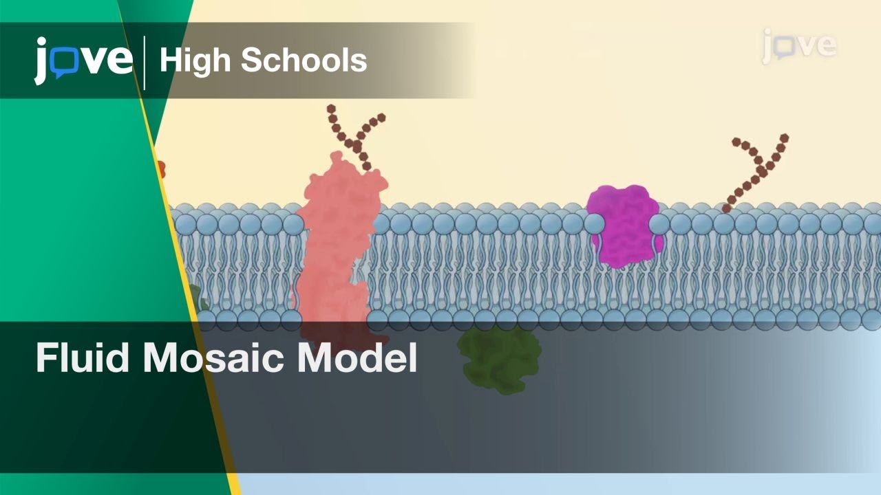 Fluid Mosaic Model | Cell Bio | Video Textbooks - Preview - YouTube