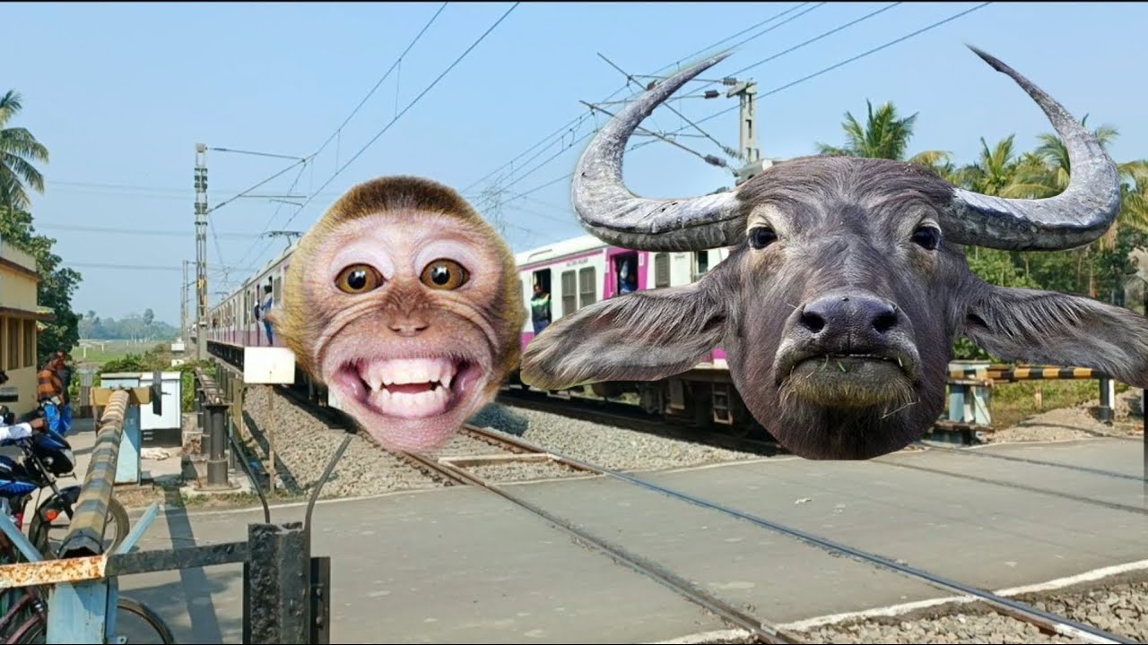 Dangerous Buffalo & Monkey Headed ICF EMU Local Furious Crossing At ...