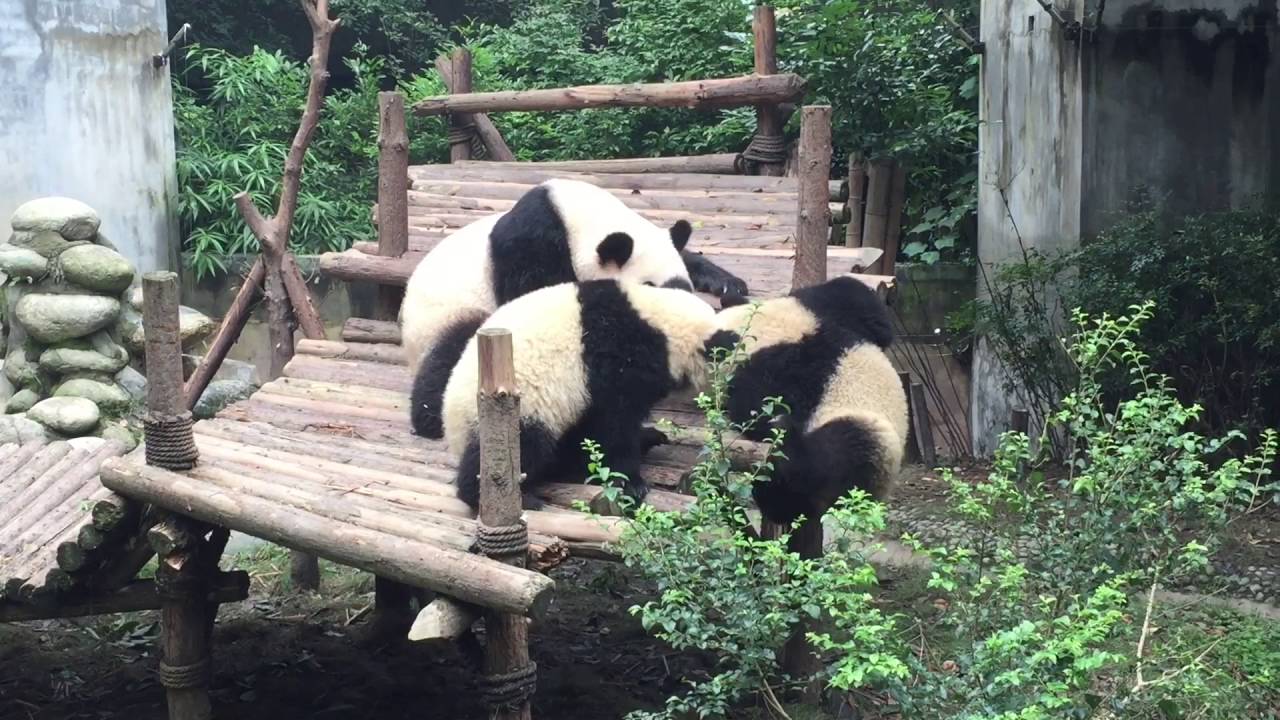 Chengdu Panda Base - Someone doesn't want to share mama time. - YouTube