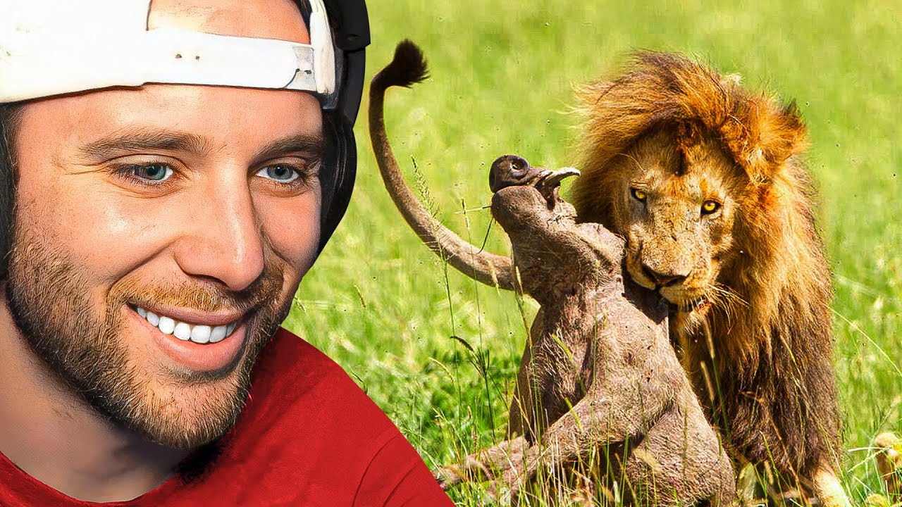 LIONS BEST MOMENTS (ARE THEY BACK?) - YouTube