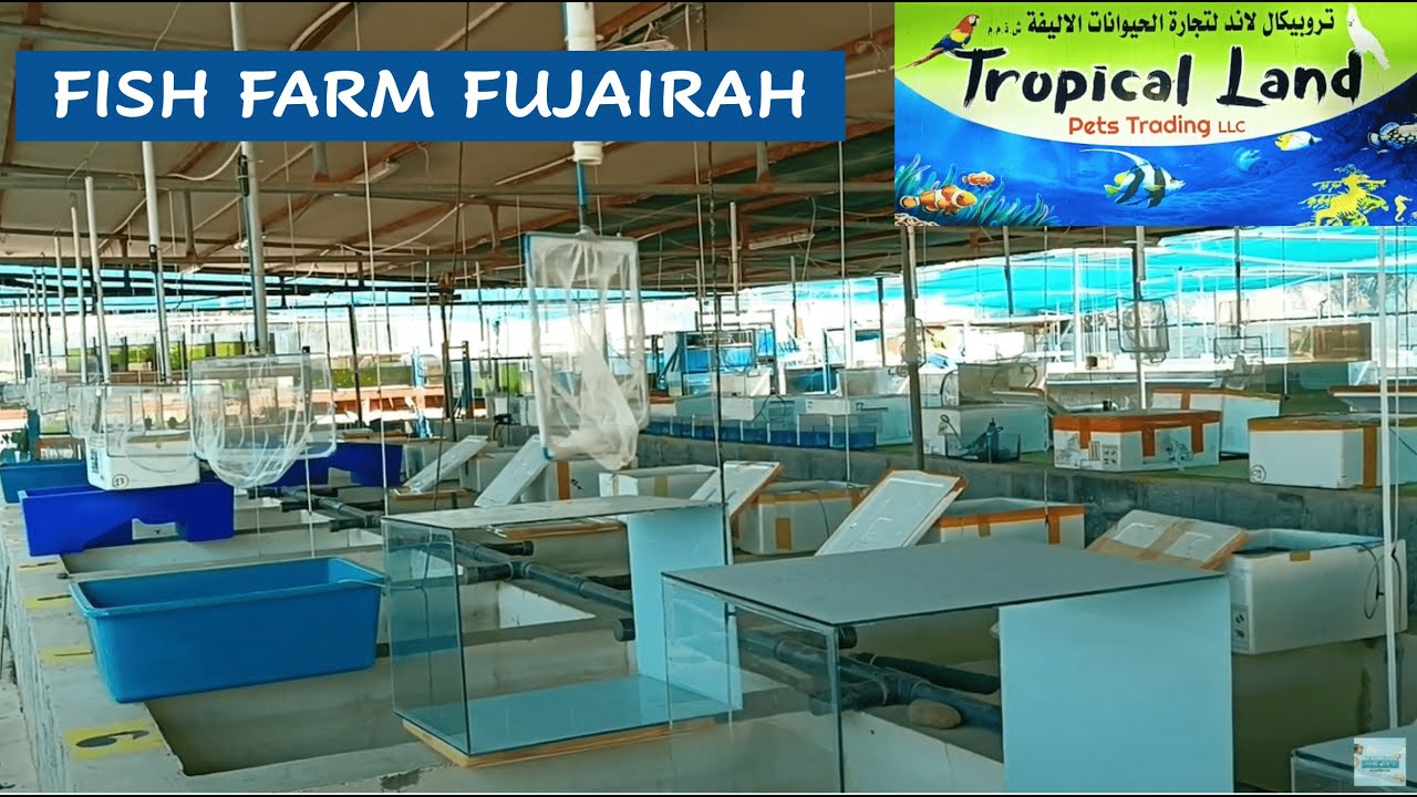 Tropical Land Pets Trading | Tropical Land Fish Farm in Fujairah UAE ...