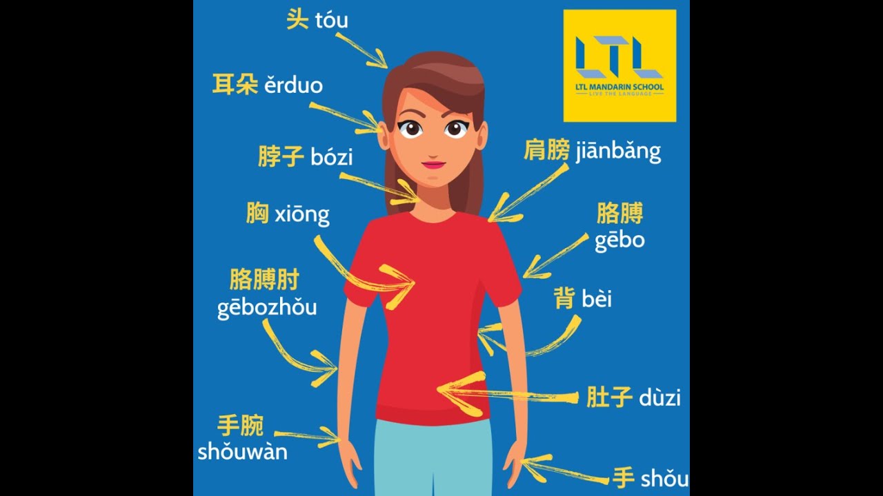 LES DIFFERENTES PARTIES DU CORPS HUMAINS EN CHINOIS - YouTube