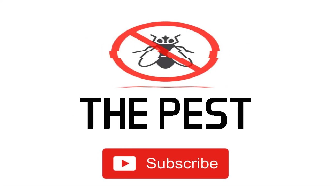 THE PEST INTRO EVER! - YouTube